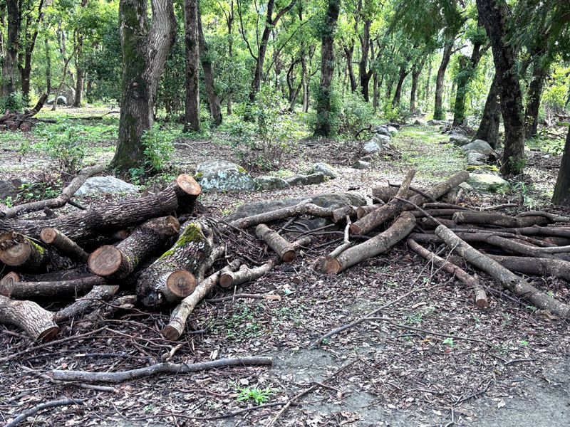 南澳樹木園區開放居民撿拾廢材再利用 | 宜蘭新聞網